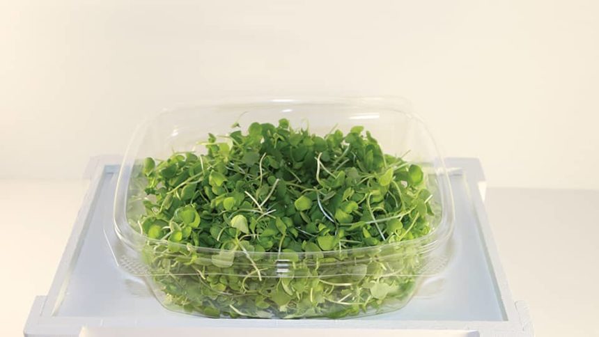 Iconic Sweet Basil – The Microgreen Team