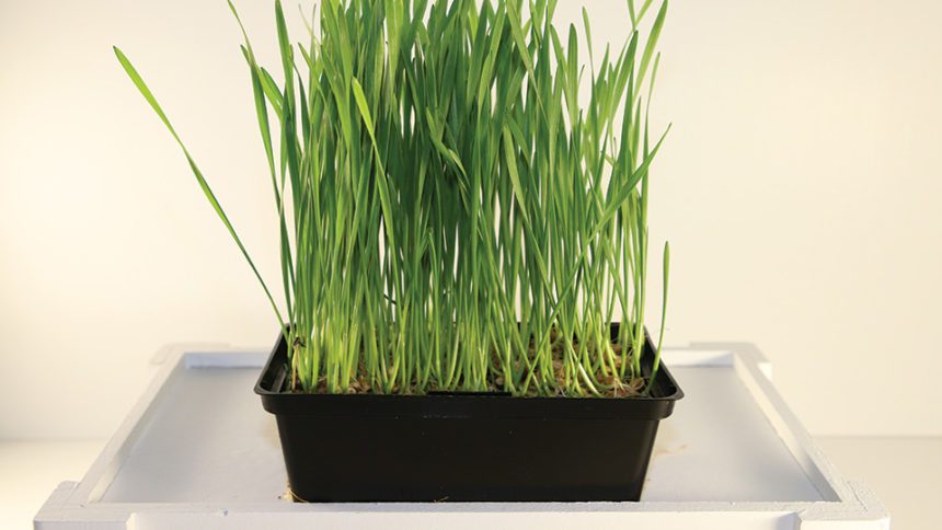 Wheatgrass Small Live Tray – The Microgreen Team